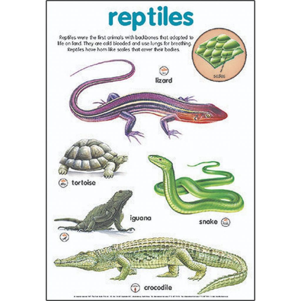 Reptiles Poster - Step4