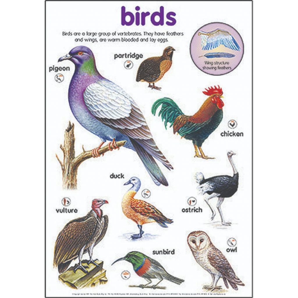 Birds Poster - Step4