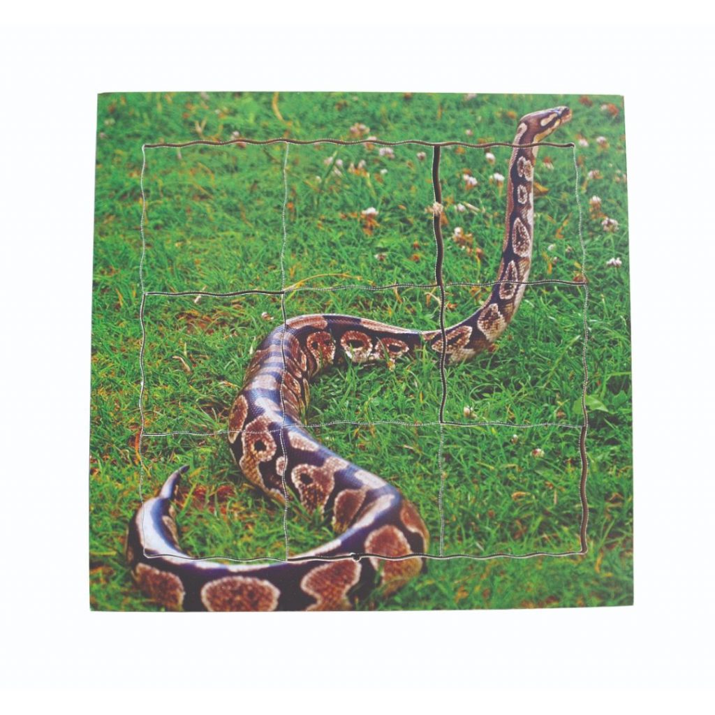 Snake Life Cycle Layered Tray Puzzle - Step4