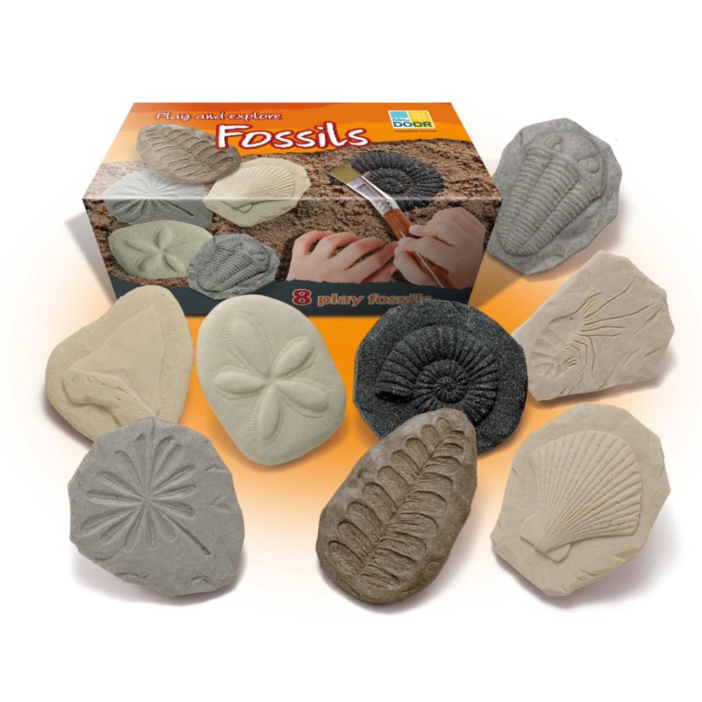 Discovery Stones - Fossils - Step4